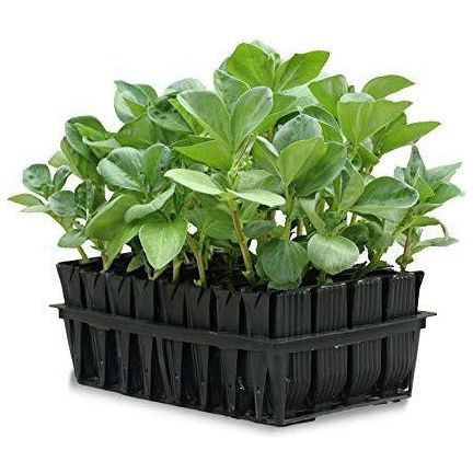 Haxnicks Deep Rootrainer Set 32 Cells (12CM Deep)